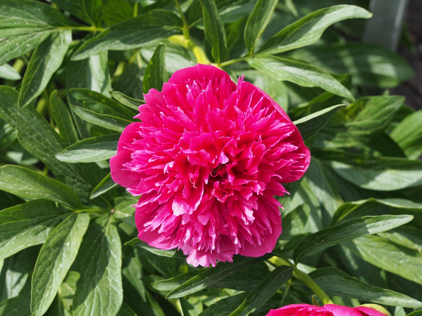 Common peony (Paeonia officinalis) Flower, Leaf, Care, Uses - PictureThis