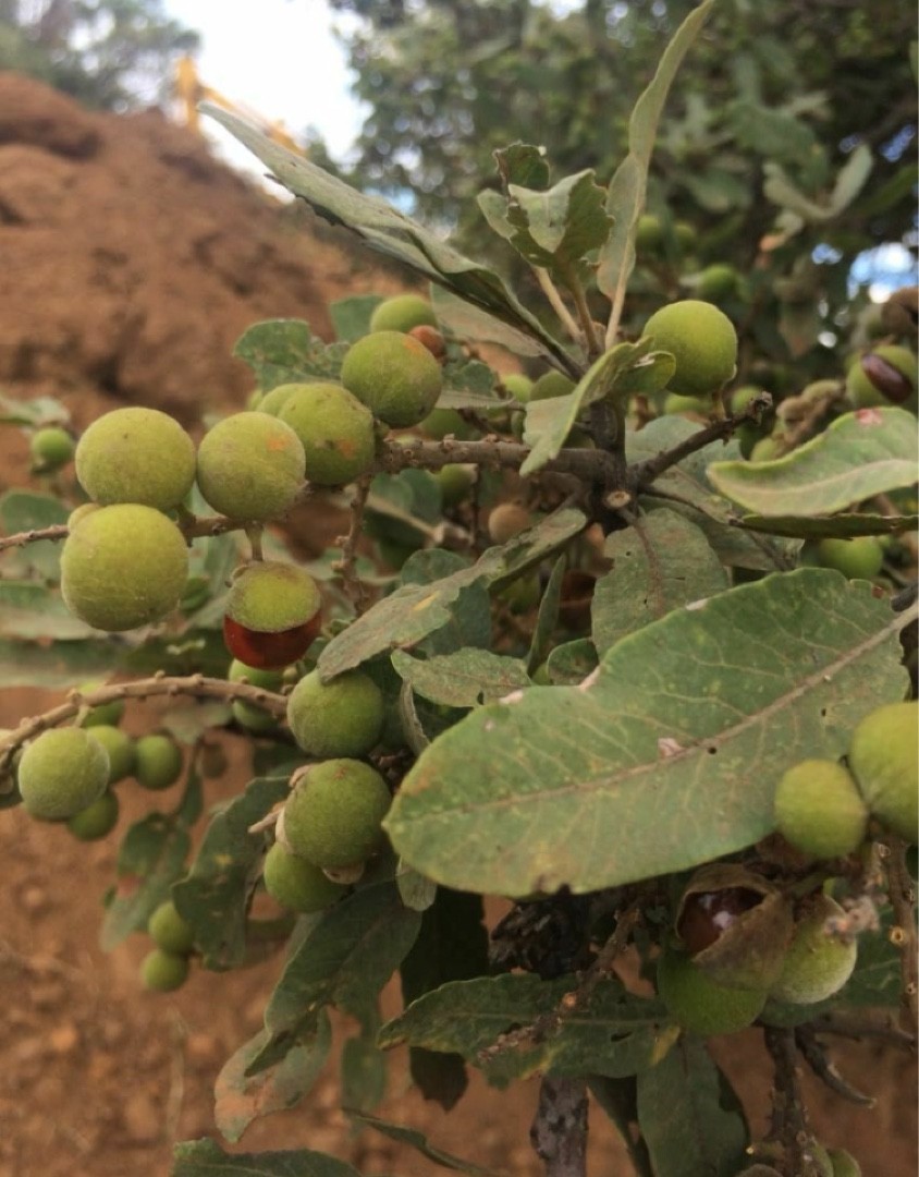 Jacket plum (Pappea capensis) Flower, Leaf, Care, Uses - PictureThis
