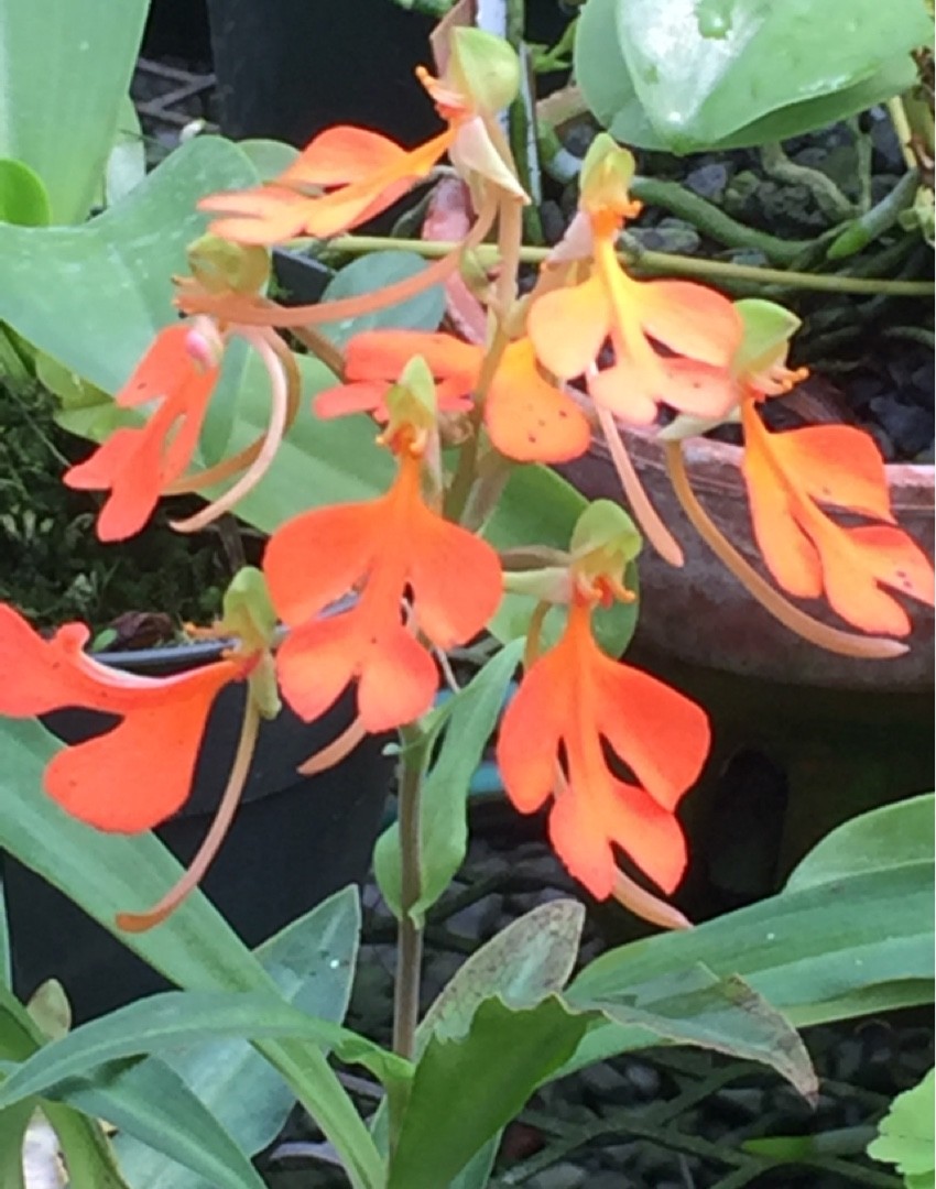 Habenaria Rhodocheila