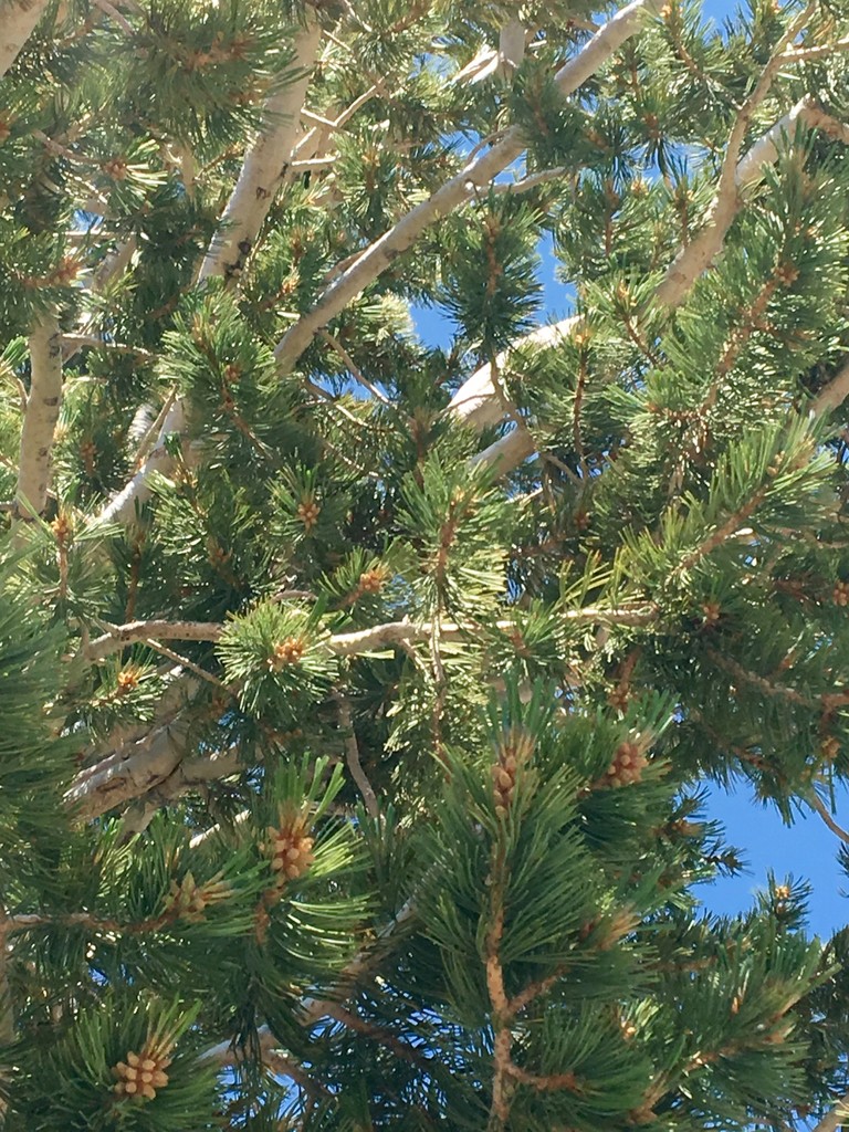 Limber pine (Pinus flexilis) Flower, Leaf, Care, Uses - PictureThis