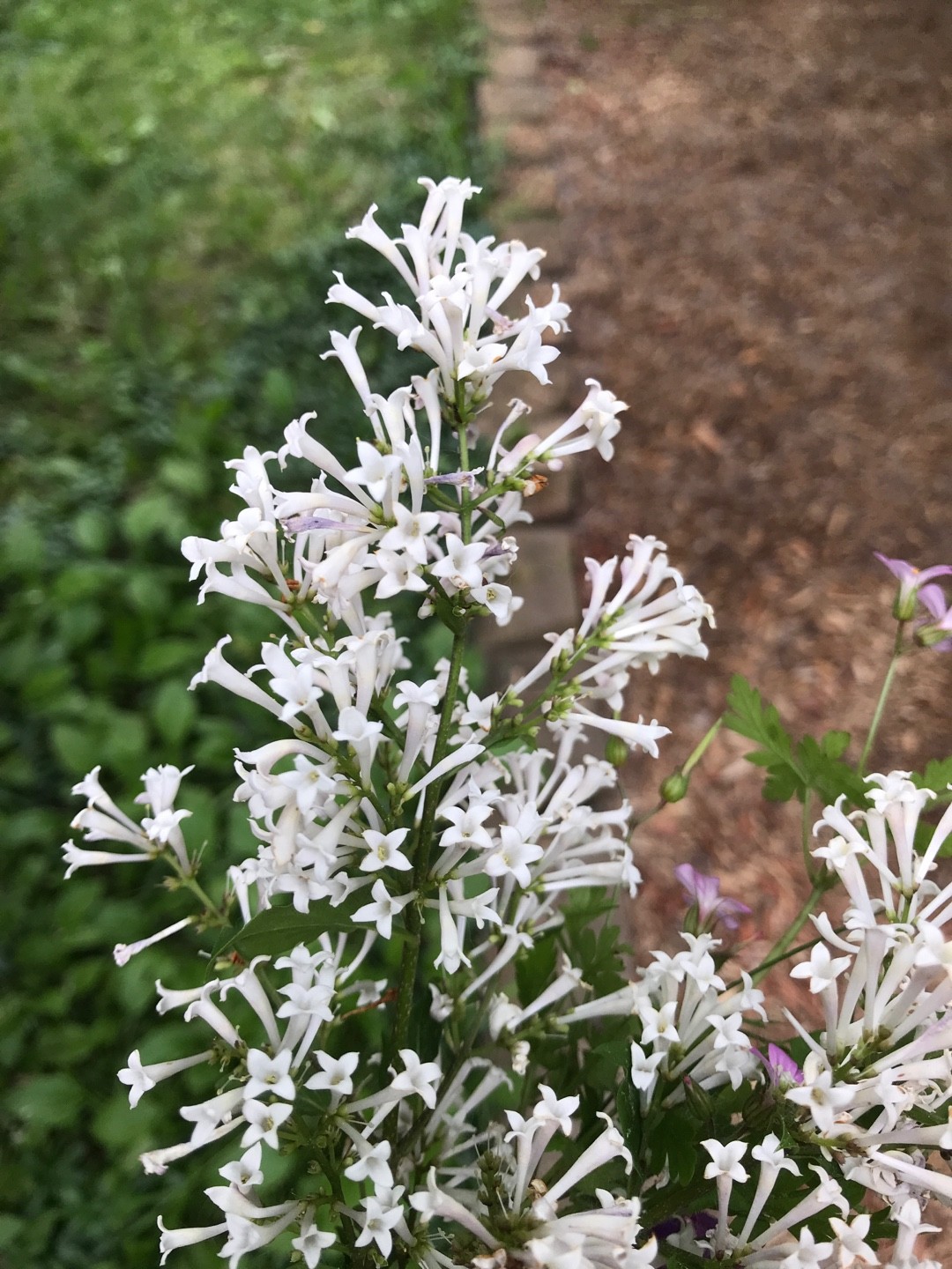 Asperula Flower, Leaf, Care, Uses - PictureThis