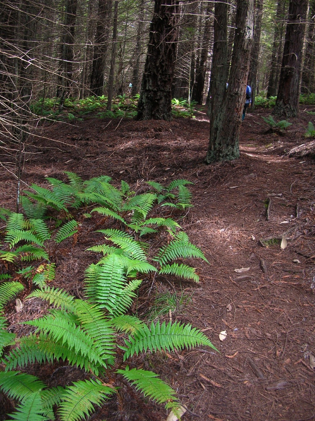 How to identify Alpine wood fern (Dryopteris wallichiana)