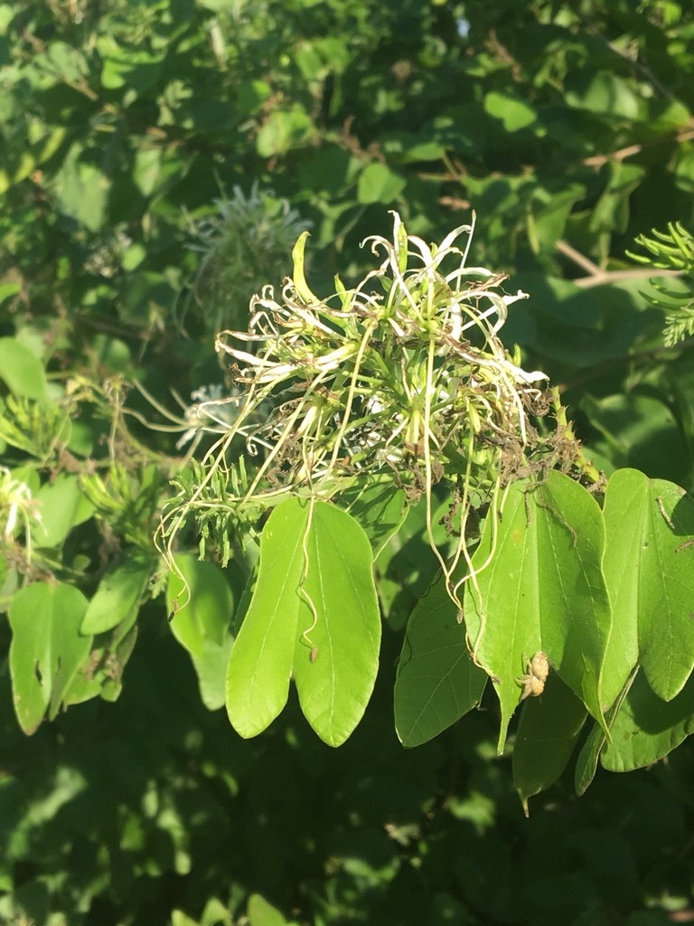 Mexican orchid tree (Bauhinia divaricata) Flower, Leaf, Care, Uses ...