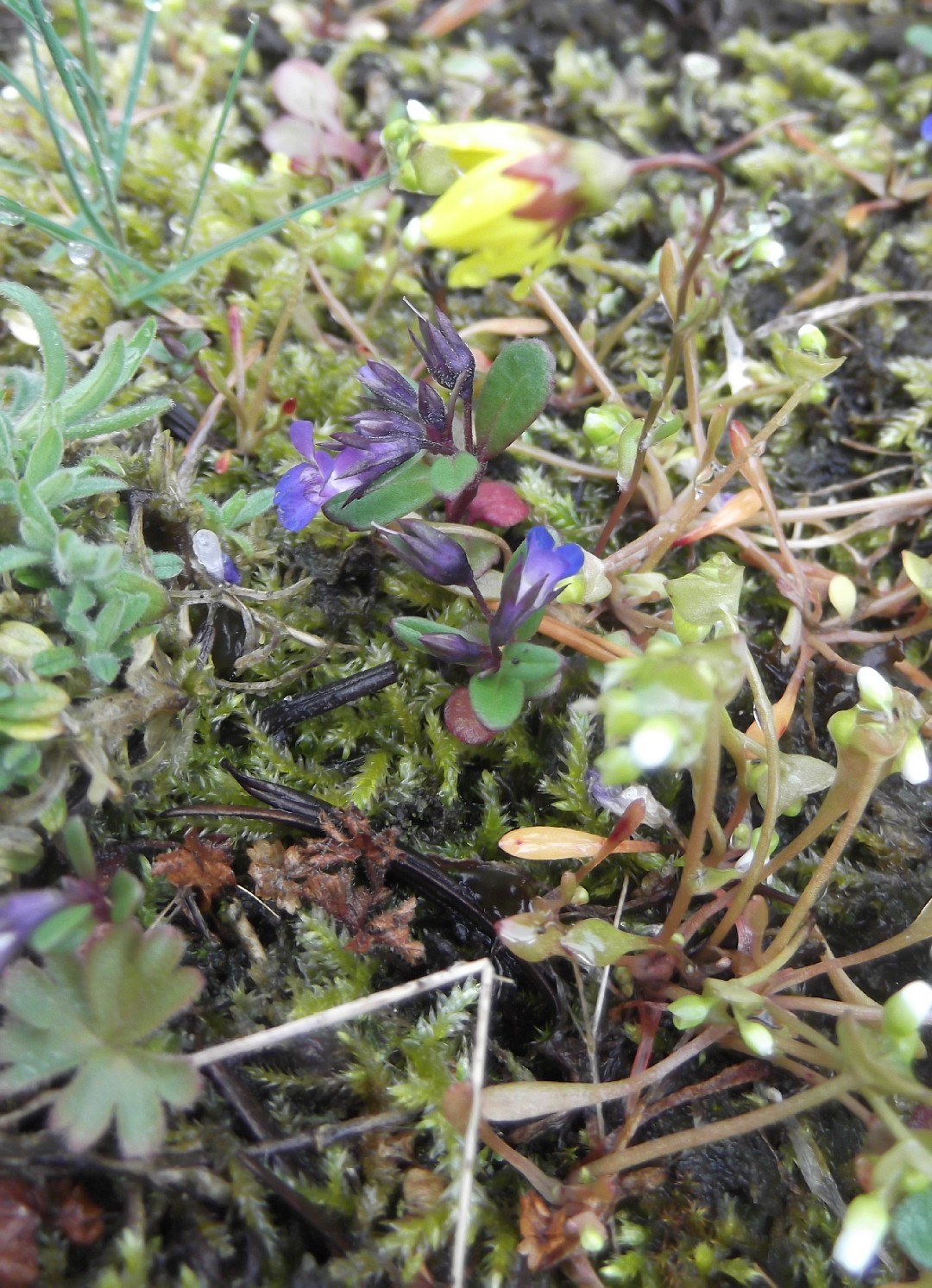 Crocidium multicaule - PictureThis