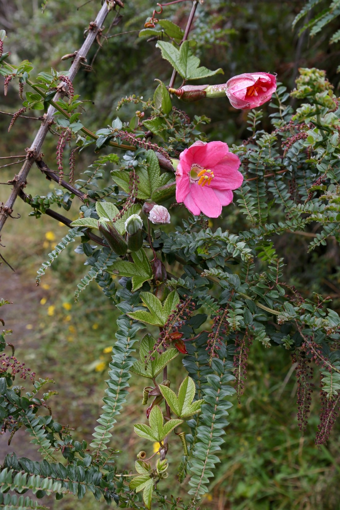 Passiflora mixta - PictureThis