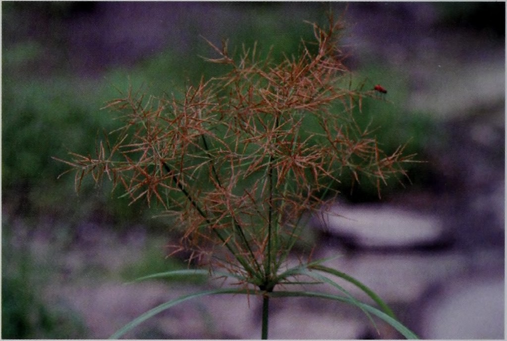 Cyperus distans - PictureThis