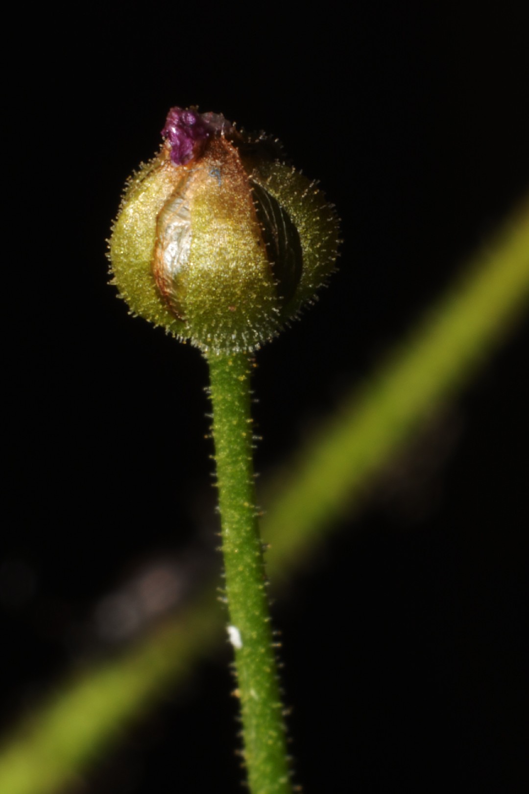 Drosera indica - PictureThis