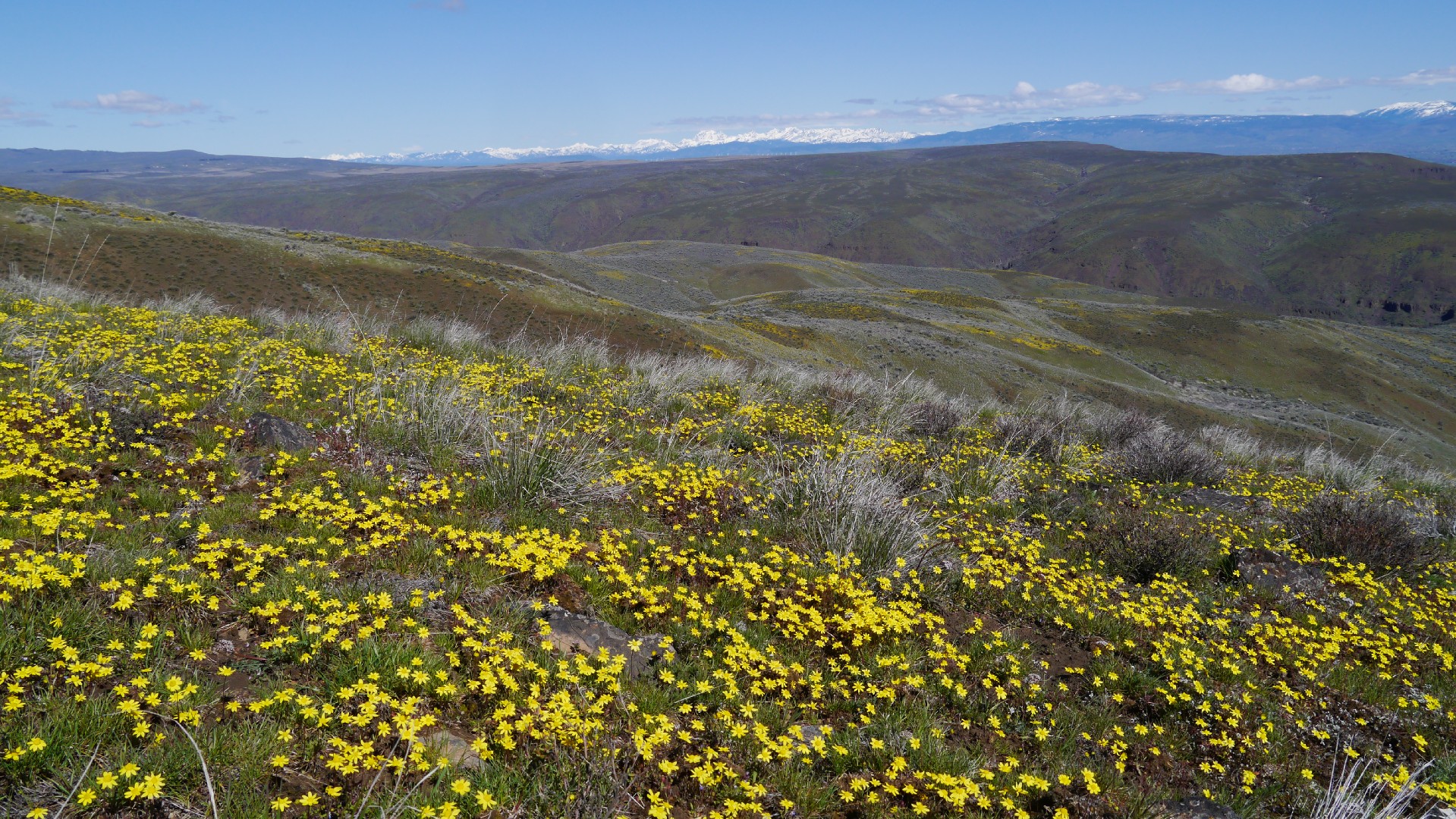 Crocidium multicaule - PictureThis