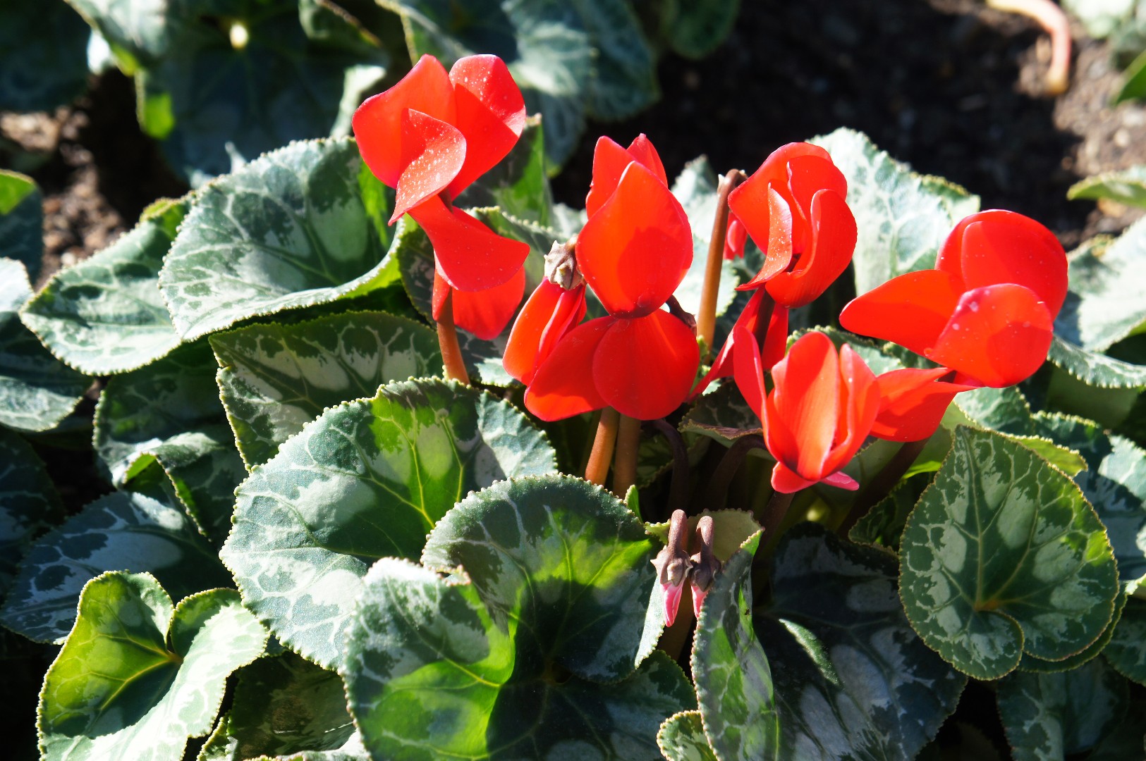 Cyclamen persicum 'Halios Scarlet Red' - PictureThis