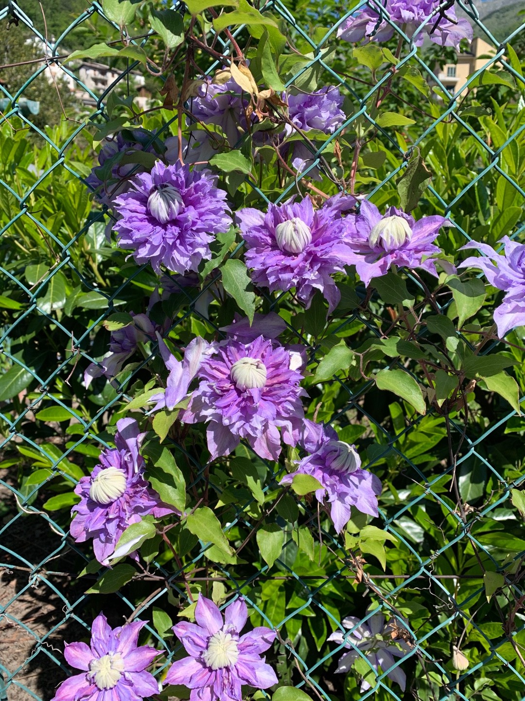 Clematis 'Diamantina' - PictureThis