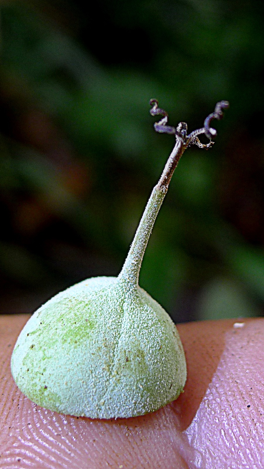 Mabea piriri - PictureThis