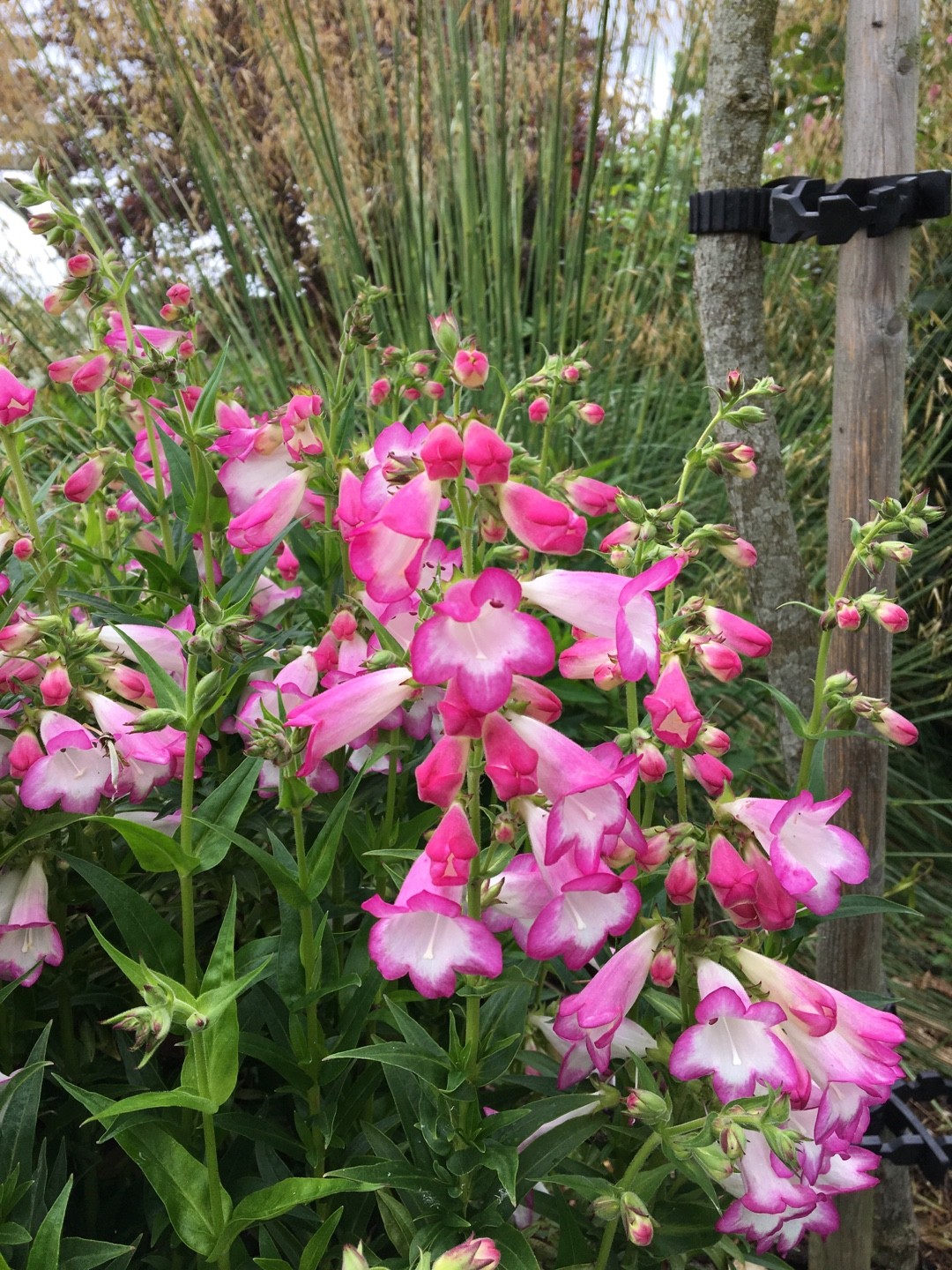 Penstemon 'Pensham Laura' - PictureThis
