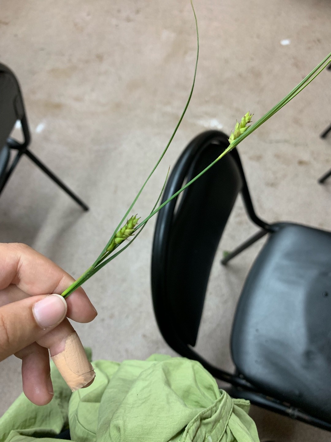 Distant sedge (Carex distans) Flower, Leaf, Care, Uses - PictureThis
