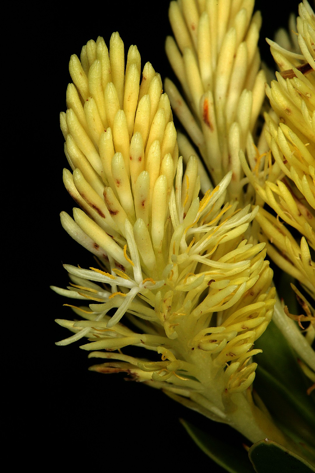 Aulax umbellata - PictureThis