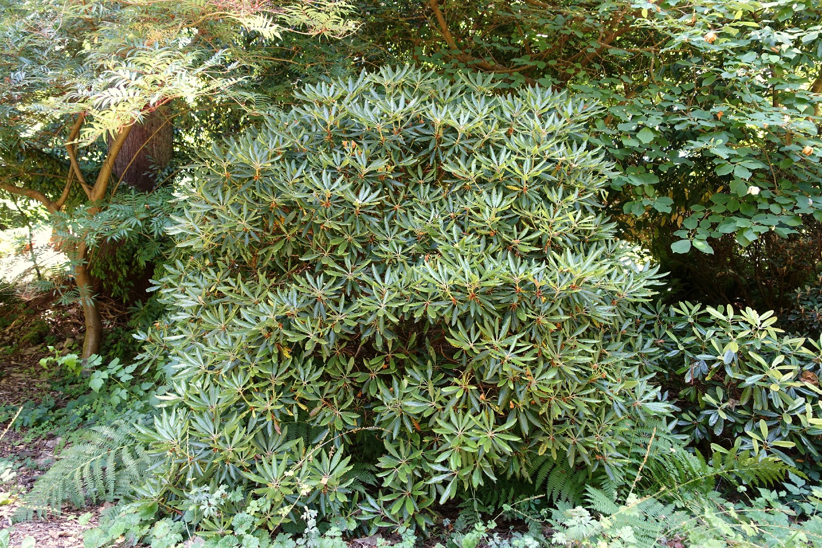 How to Plant and Grow Rhododendron hyperythrum(Rhododendron hyperythrum)