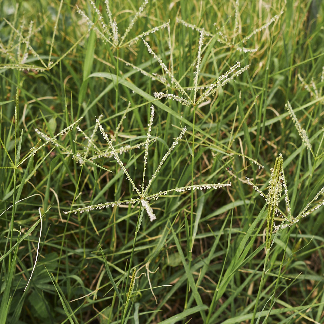 Bermuda grass (Cynodon) Flower, Leaf, Care, Uses - PictureThis