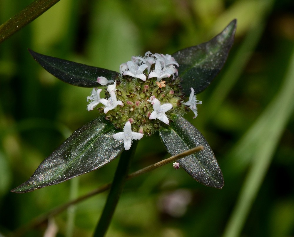 Spermacoce remota - PictureThis