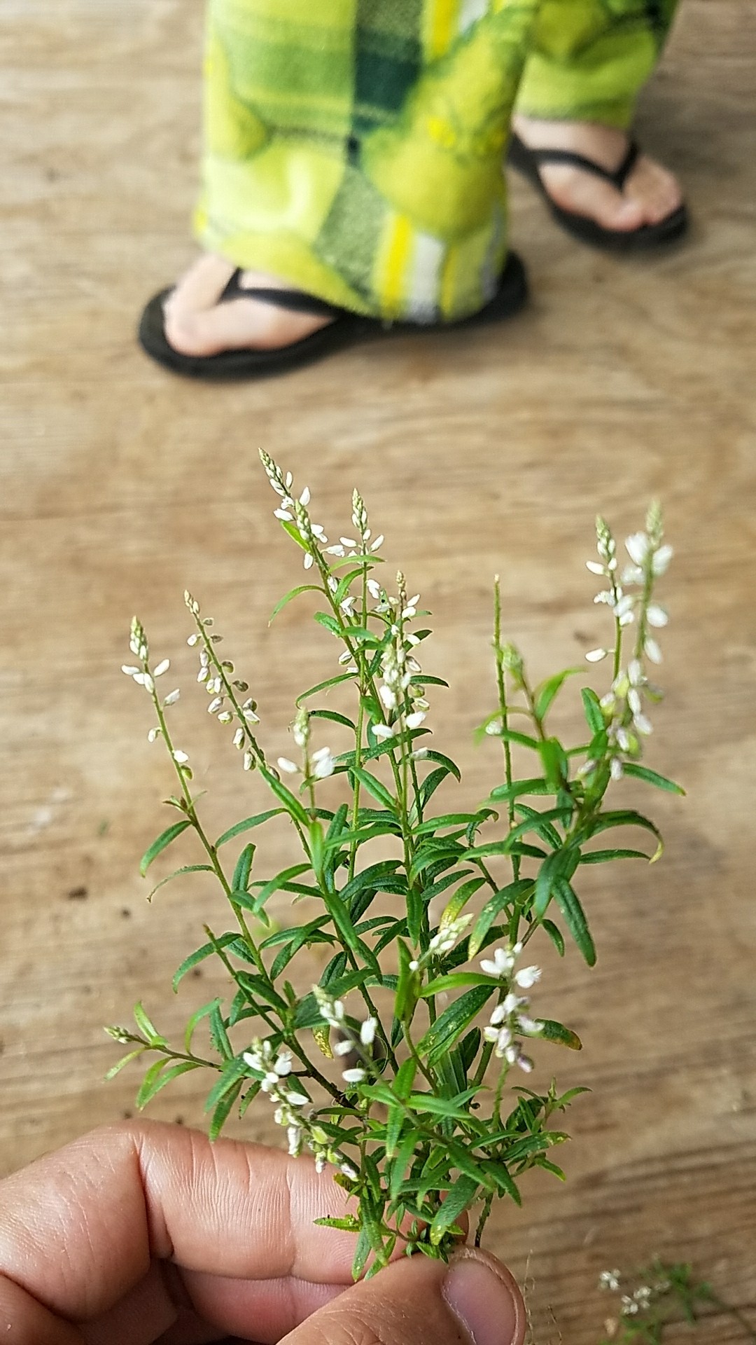 Bubblegum plant (Polygala paniculata) Flower, Leaf, Care, Uses ...