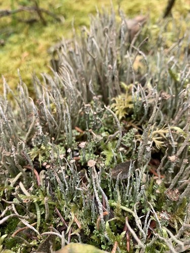 Smooth horn lichen (Cladonia gracilis) Flower, Leaf, Care, Uses ...