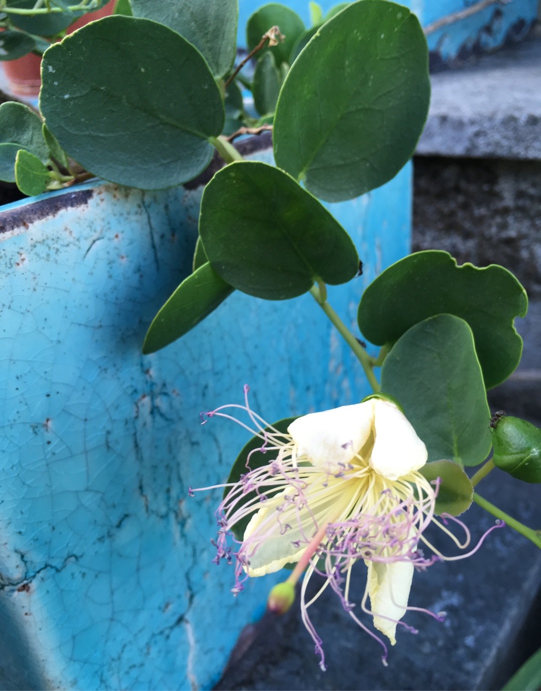 Passion flowers 'Snow Queen' (Passiflora 'Snow Queen') Flower, Leaf ...
