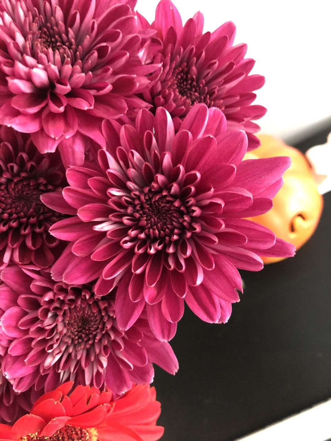 Chrysanthemum × morifolium 'Cheryl Jolly Red' - PictureThis