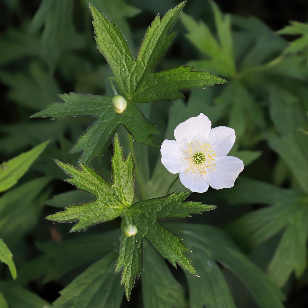 Anemonidium - PictureThis