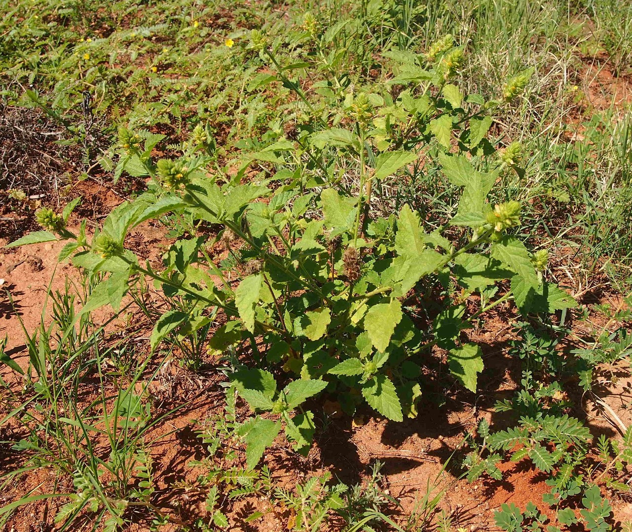 Malvastrum americanum - PictureThis