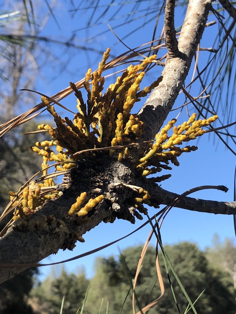 Western dwarf mistletoe (Arceuthobium campylopodum) Flower, Leaf, Care ...