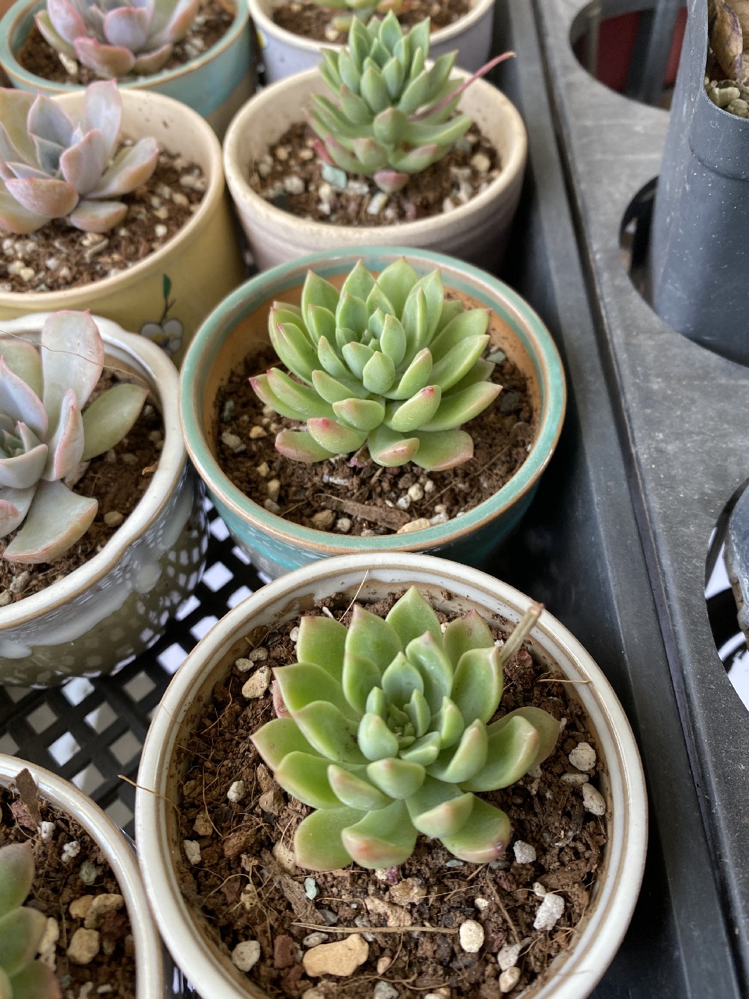 How to Plant and Grow Markus(×Sedeveria 'Markus')