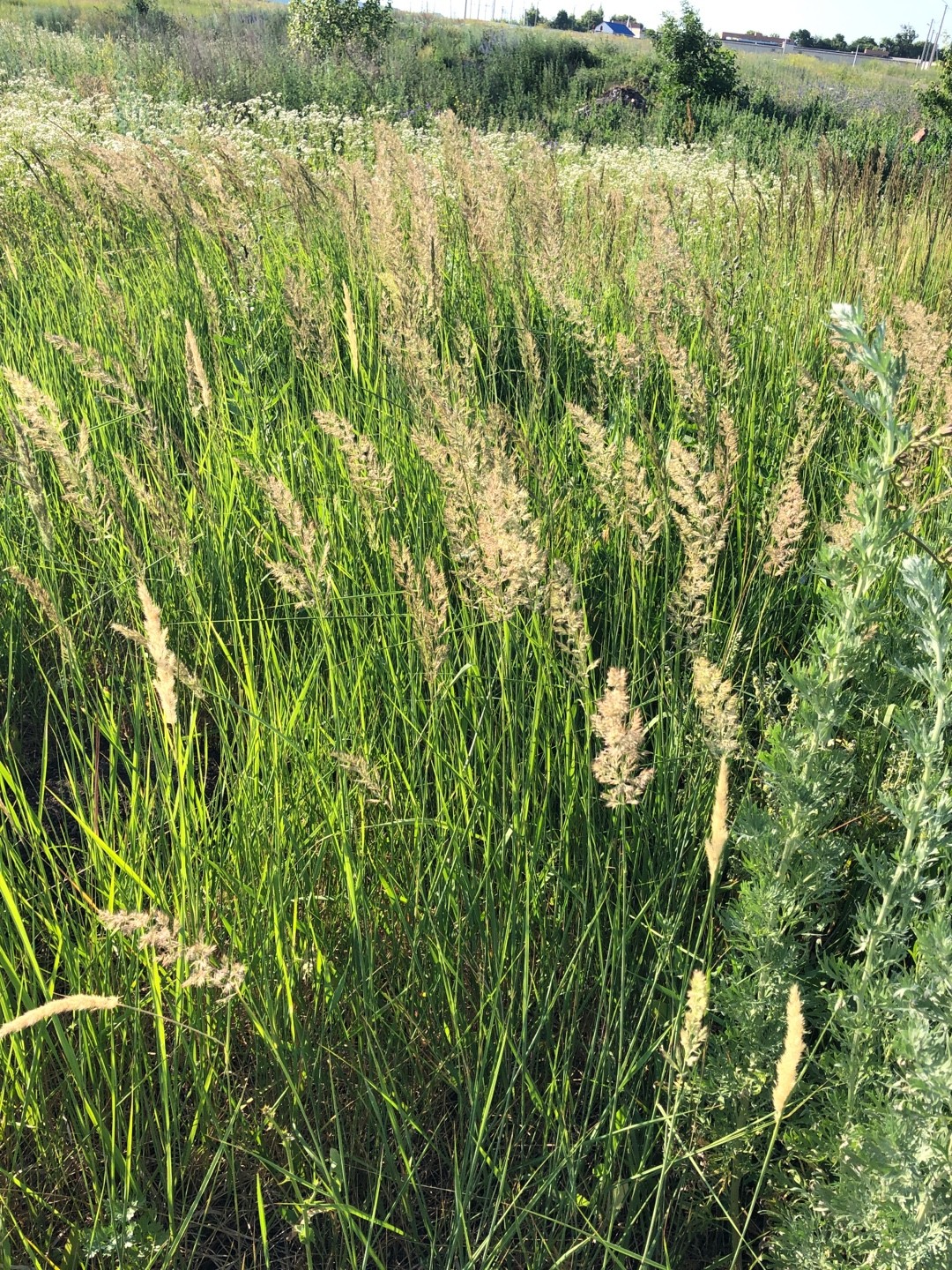 Purple small-reed (Calamagrostis canescens) Flower, Leaf, Care, Uses ...