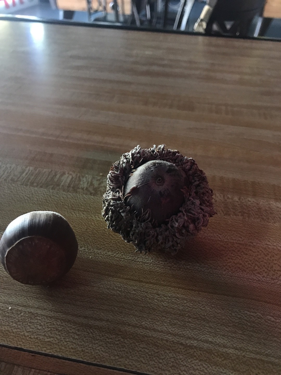 Quercus variabilis - PictureThis