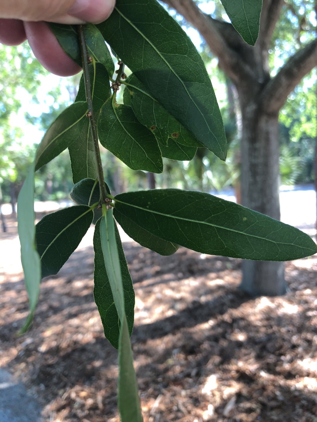 Quercus Laurifolia Leaf Vascular Plants Of North Carolina
