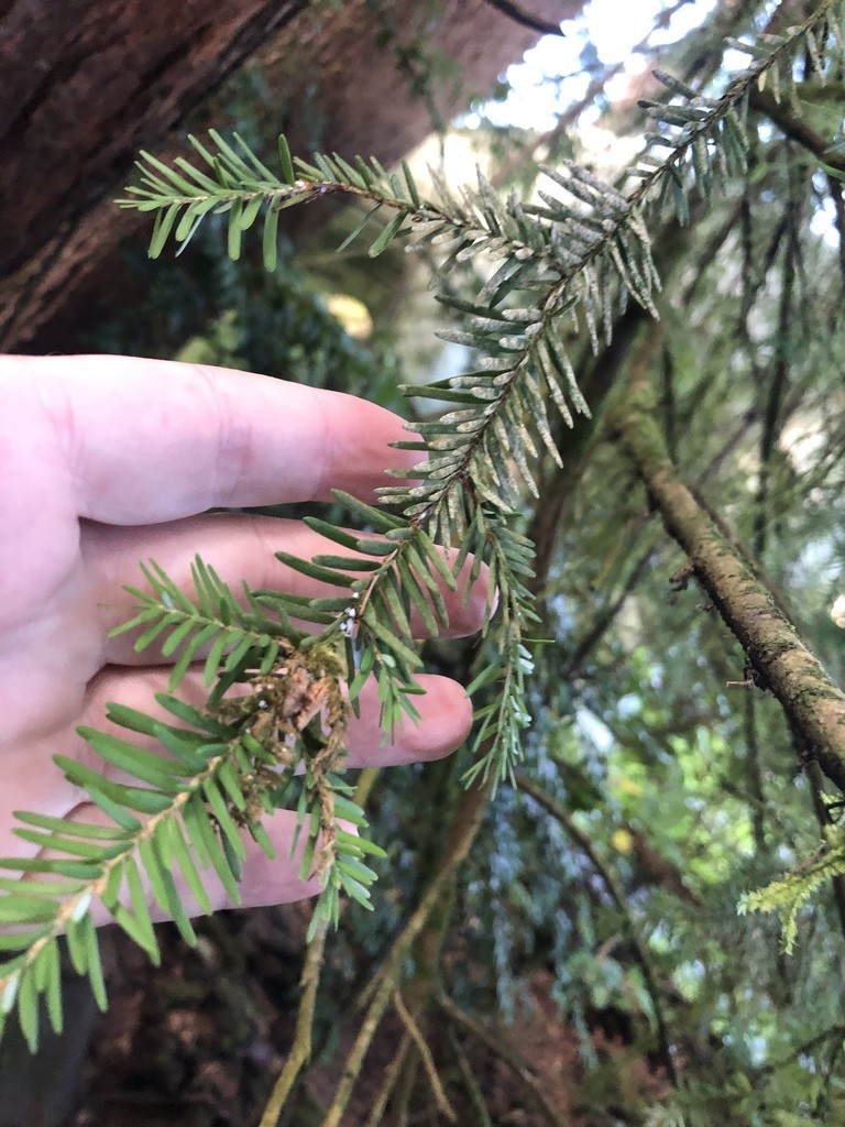 Pines and allies (Pinales) Flower, Leaf, Care, Uses - PictureThis