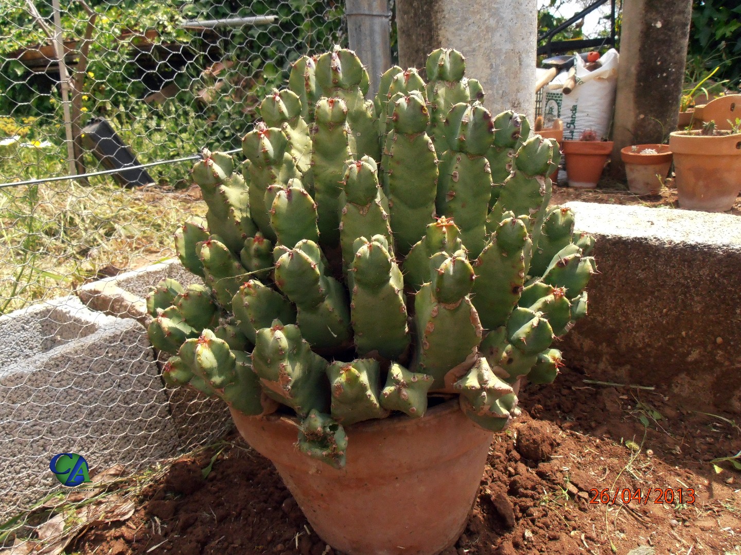 How to Plant and Grow Resin spurge(Euphorbia resinifera)