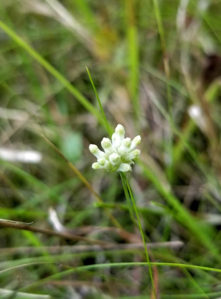 Burmannia capitata - PictureThis