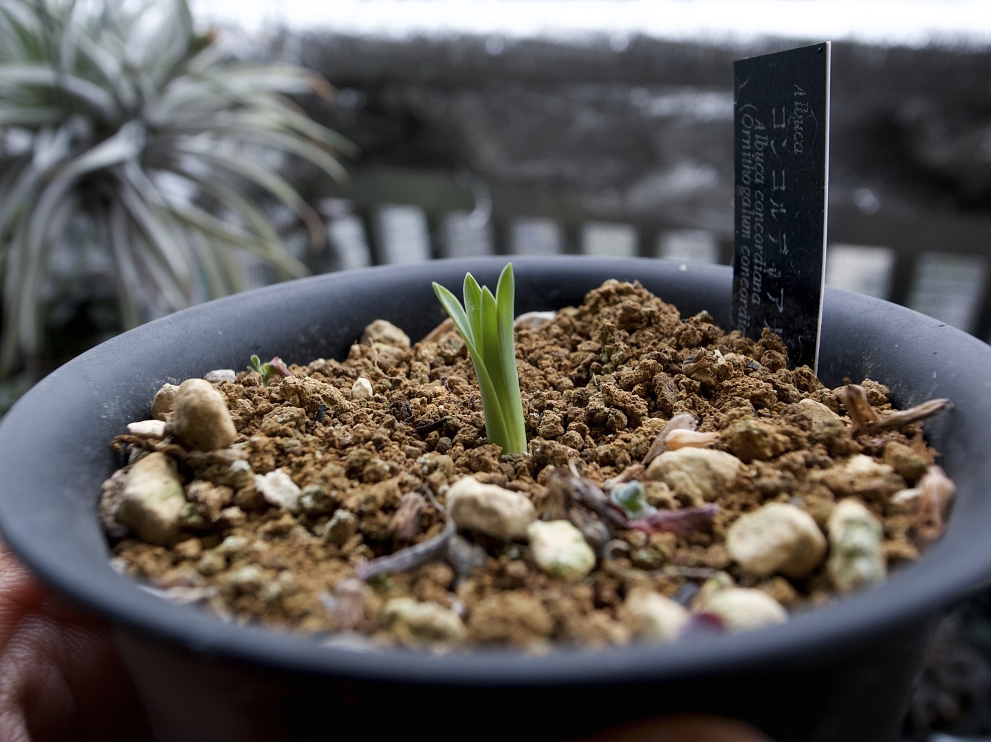 Slime lilies (Albuca) Flower, Leaf, Care, Uses - PictureThis