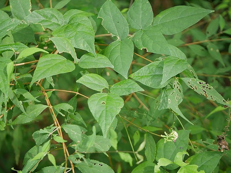 ホドイモ (Apios fortunei) 花言葉，毒性，よくある質問 - PictureThis