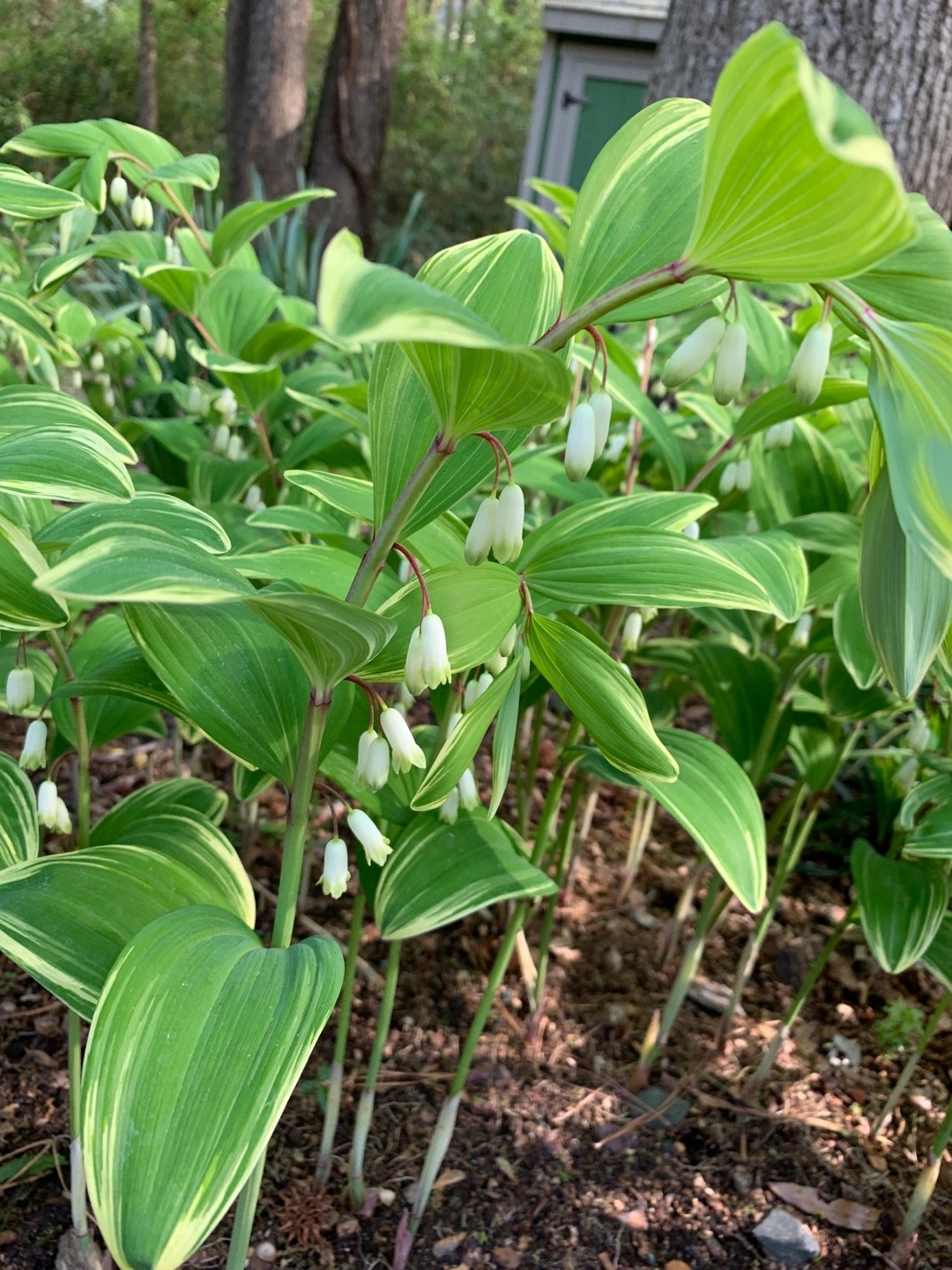 Polygonatum - PictureThis