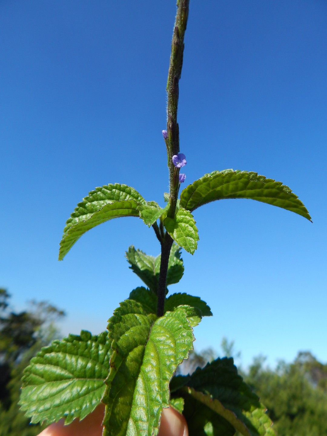 Stachytarpheta urticifolia - PictureThis