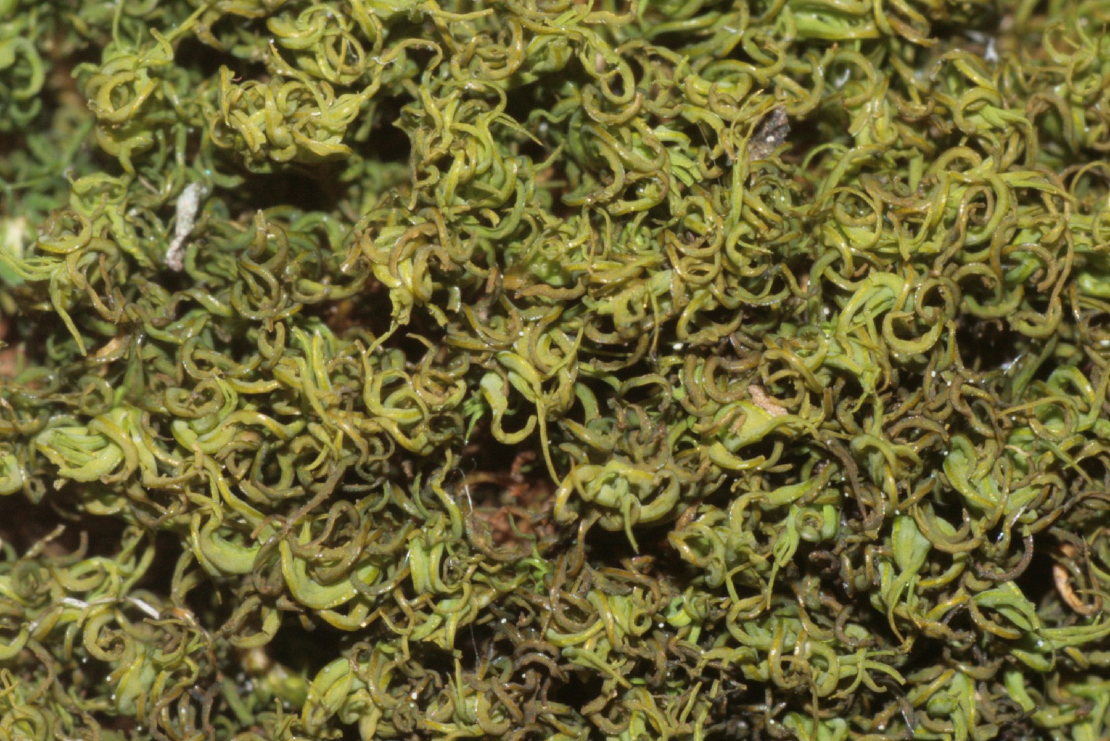 Twisted moss (Tortella tortuosa) Flower, Leaf, Care, Uses - PictureThis