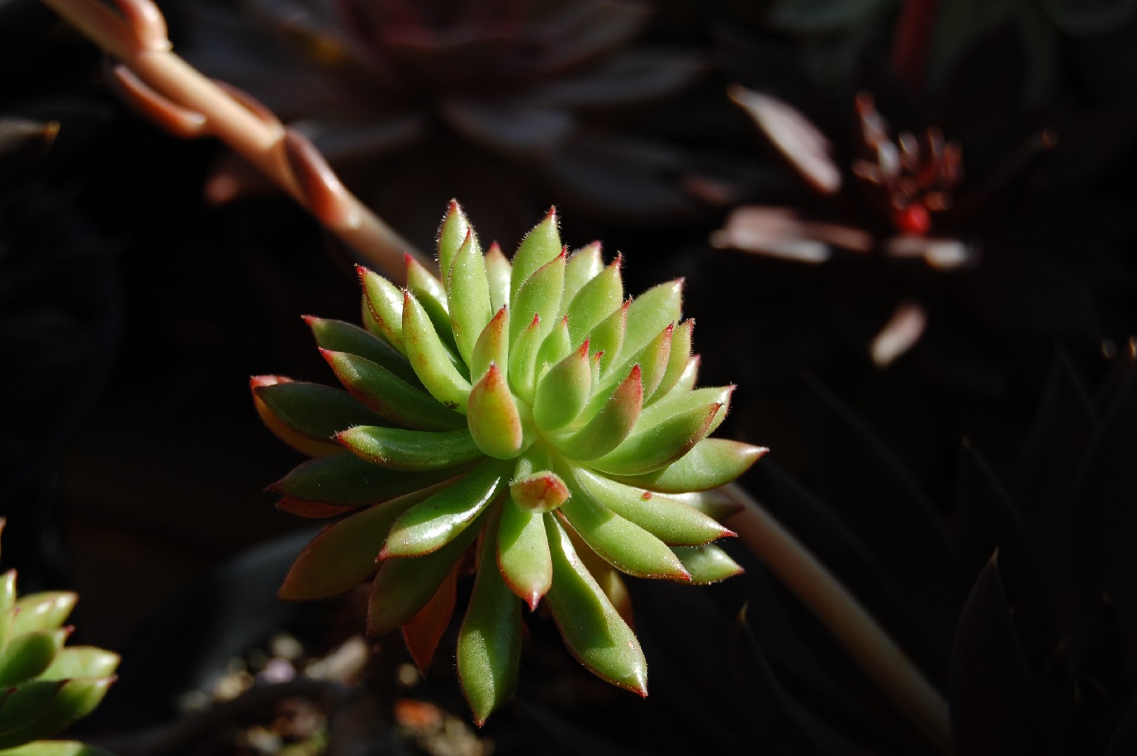Spruce-oliver (Echeveria 'Spruce-Oliver') - PictureThis