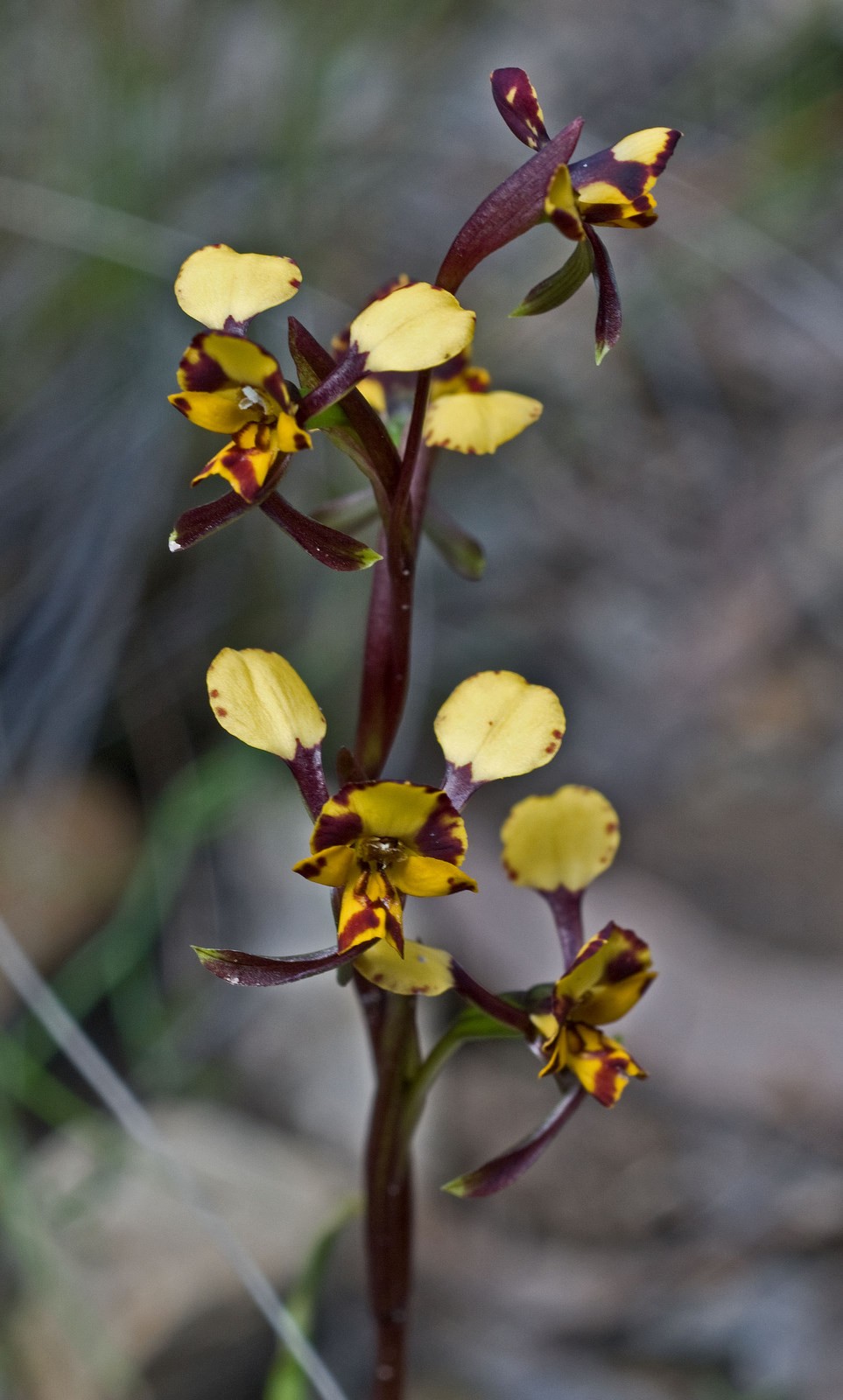 Diuris pardina - PictureThis