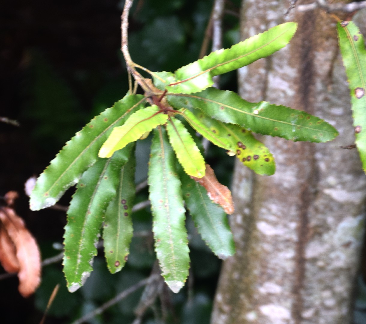 Knightia excelsa - PictureThis