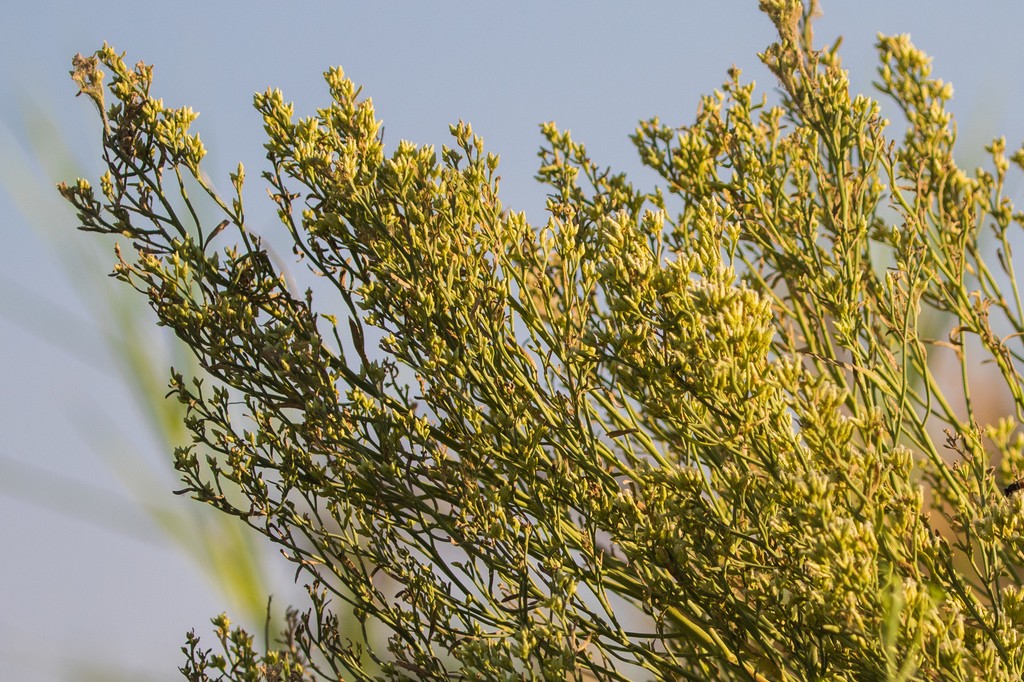 Cola de conejo amarilla (Chrysothamnus viscidiflorus) - PictureThis