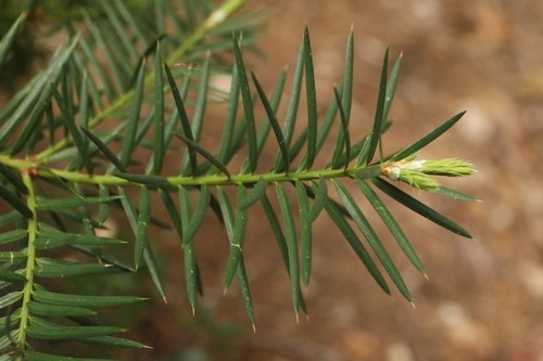 Nutmeg yews Care (Watering, Fertilize, Pruning, Propagation) - PictureThis