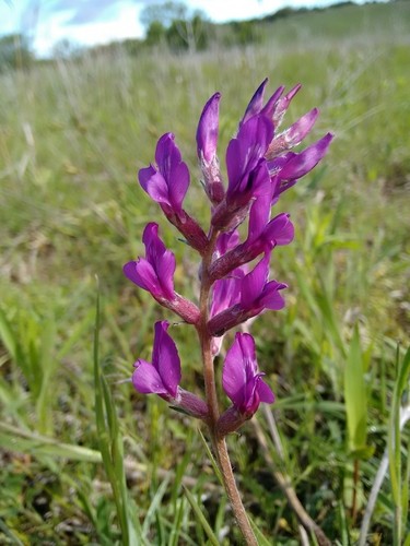 Purple Loco-Weed (Oxytropis lambertii) Flower, Leaf, Care, Uses ...