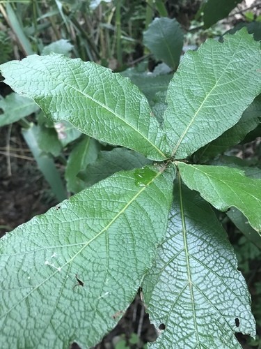 Encino de asta (Quercus rysophylla) - PictureThis
