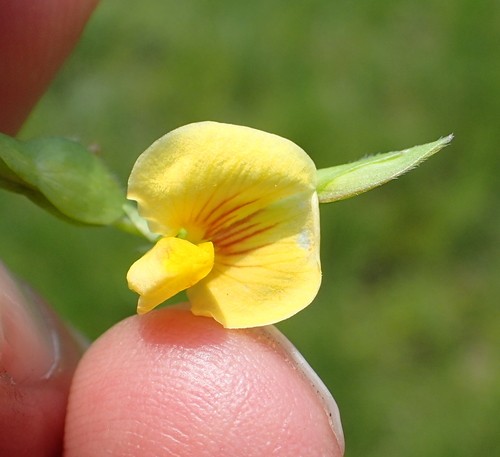 Zornia milneana Flower, Leaf, Care, Uses - PictureThis