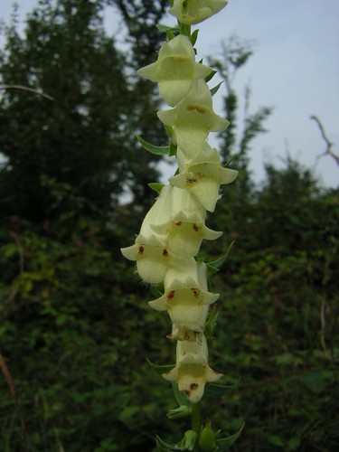 Dedalera de San Jerónimo (Digitalis lutea) - PictureThis