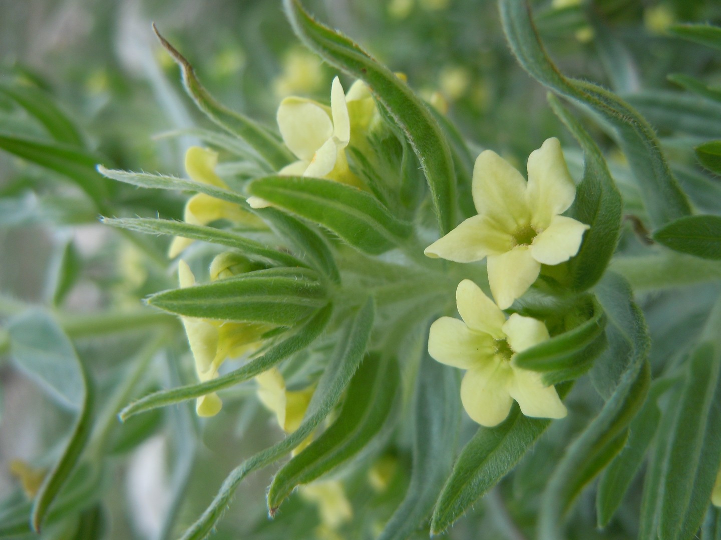 Воробейник (Lithospermum) - PictureThis